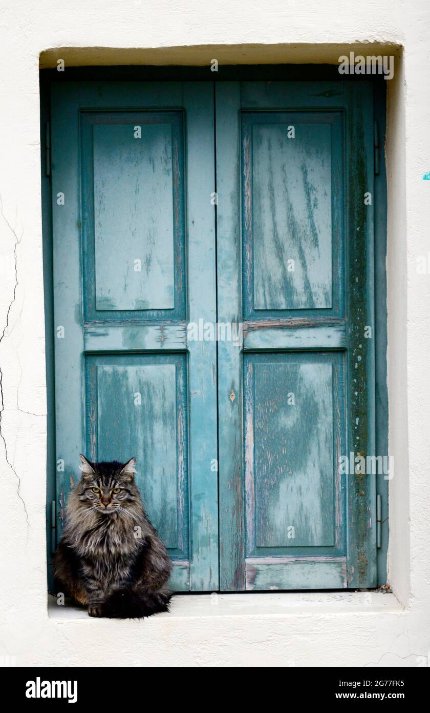 A cute cat sitting by a window at a traditional house in the Plaka ...