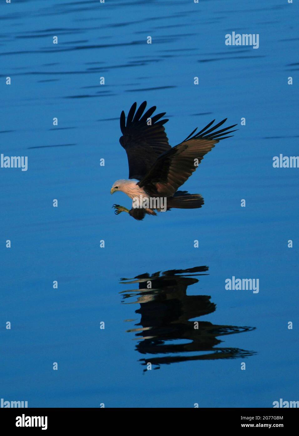 Selective focus shot of a bald eagle flying over the river Stock Photo ...
