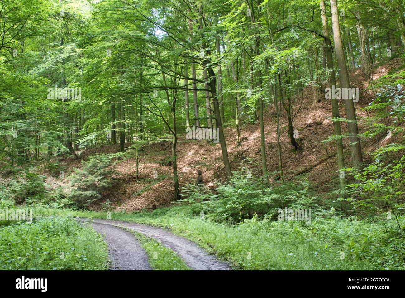 Long twisting path in a green forest Stock Photo - Alamy