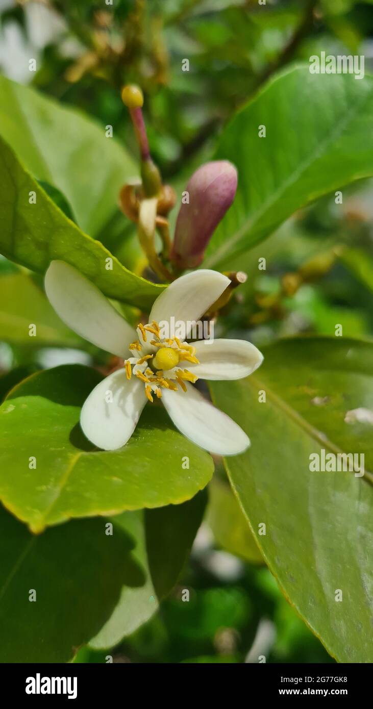 Closeup shot of the white flower of a lemon tree grown in the garden ...