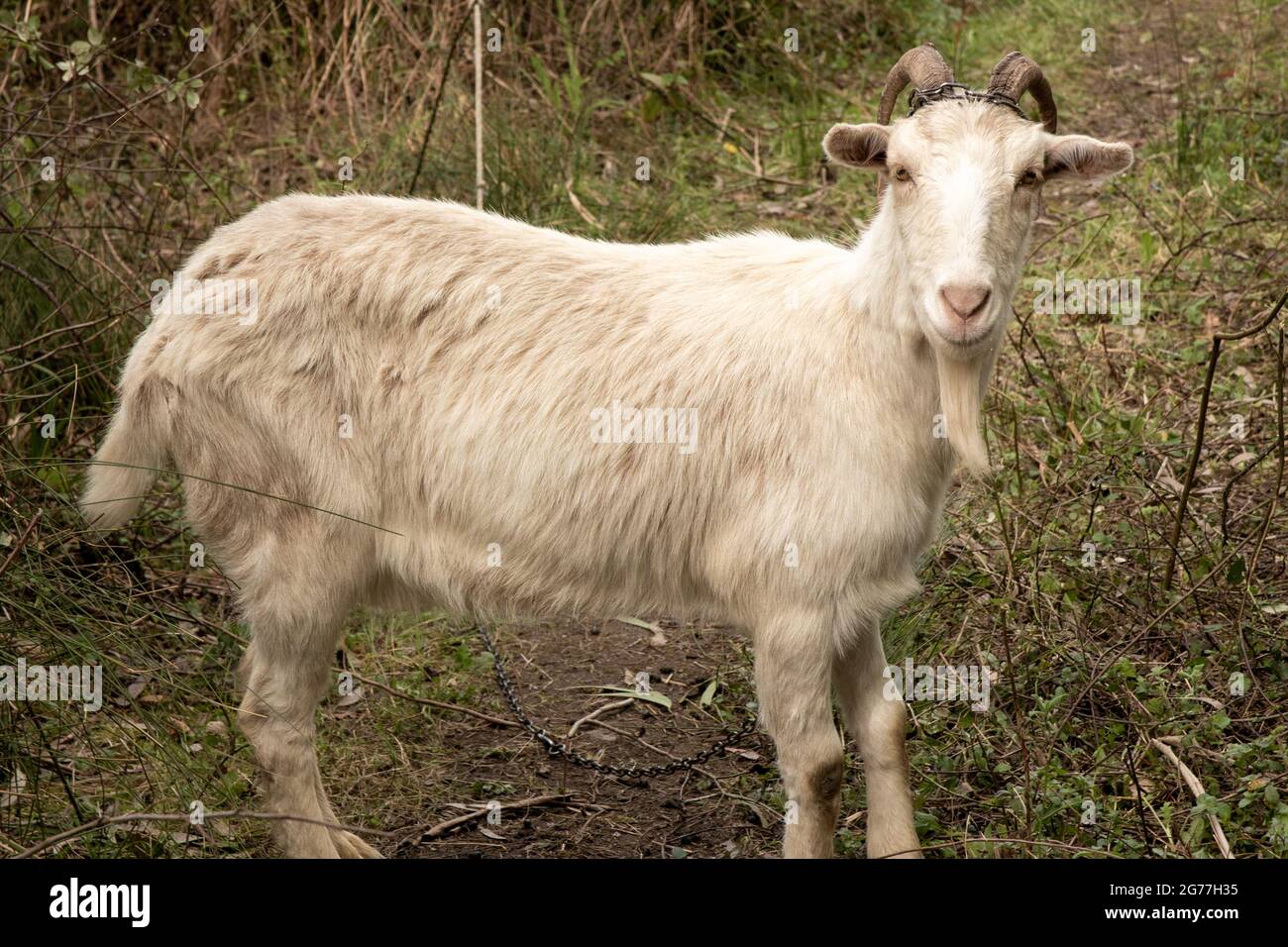 Closeup shot of a cute white goat in the pasture Stock Photo - Alamy