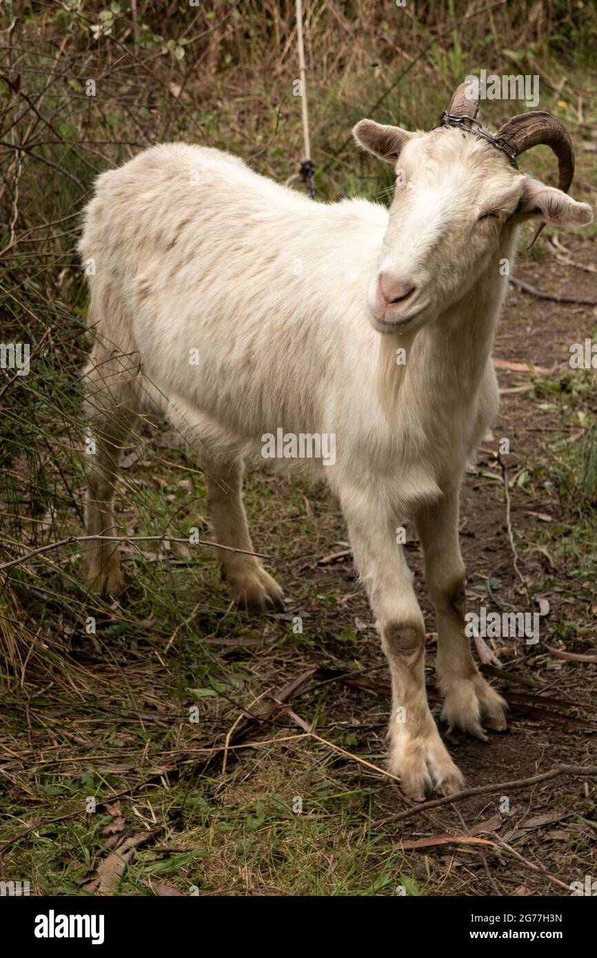 Vertical shot of a cute white goat in the pasture Stock Photo - Alamy