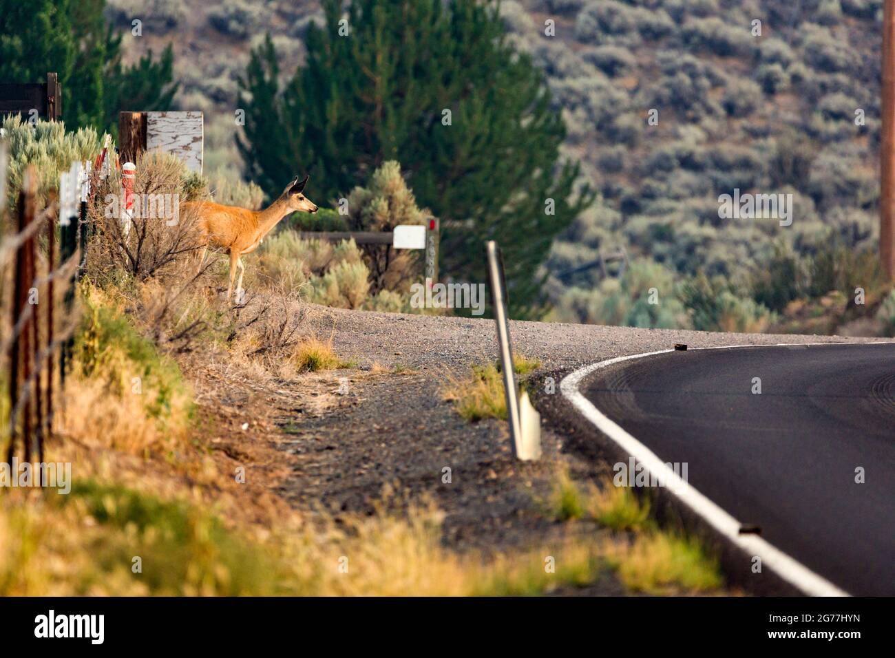 One deer on the side of the road contemplating jumping into traffic ...