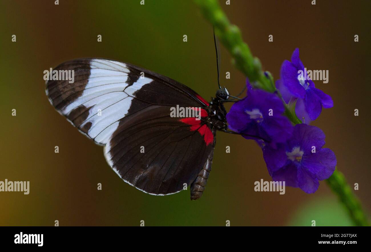 A close up of a Costa Rican butterfly on a flower Stock Photo - Alamy