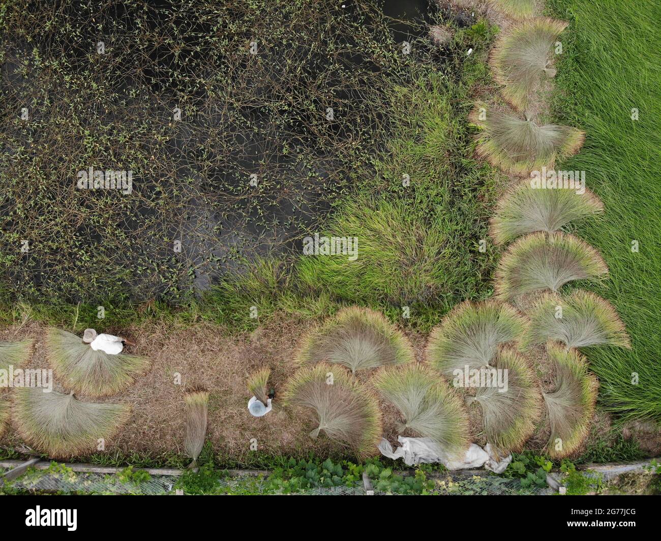 Green grass land in Mekong Delta Vietnam Stock Photo - Alamy