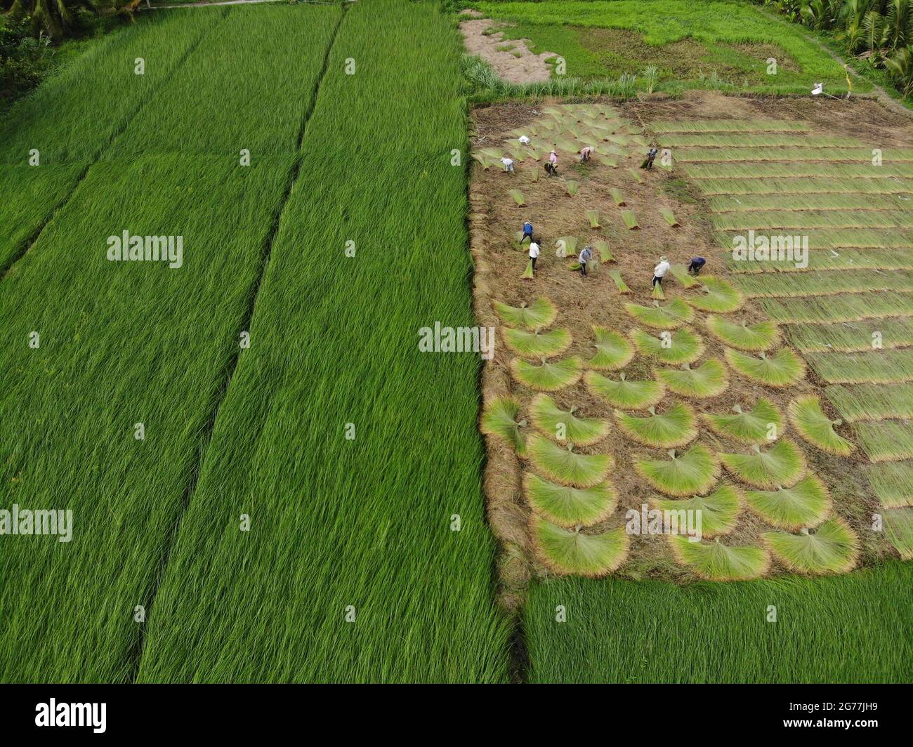 Green grass land in Mekong Delta Vietnam Stock Photo - Alamy