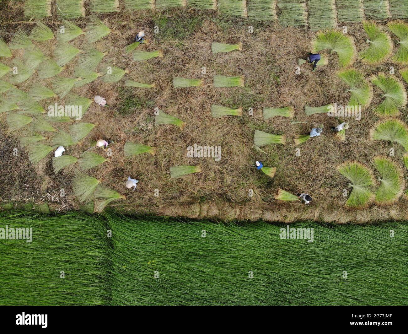 Green grass land in Mekong Delta Vietnam Stock Photo - Alamy