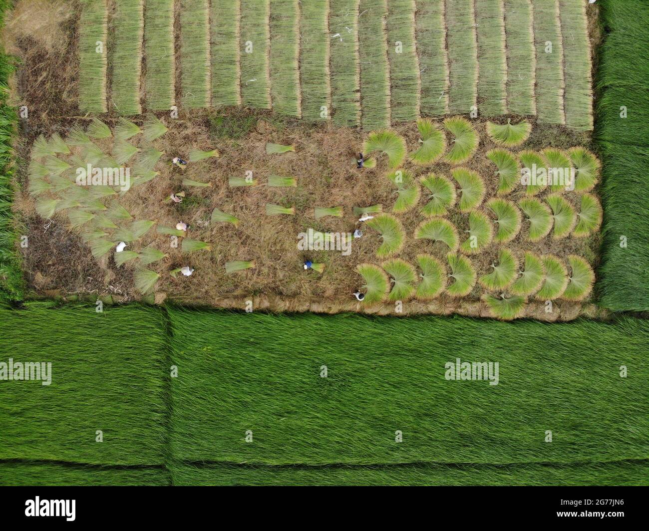 Green grass land in Mekong Delta Vietnam Stock Photo - Alamy