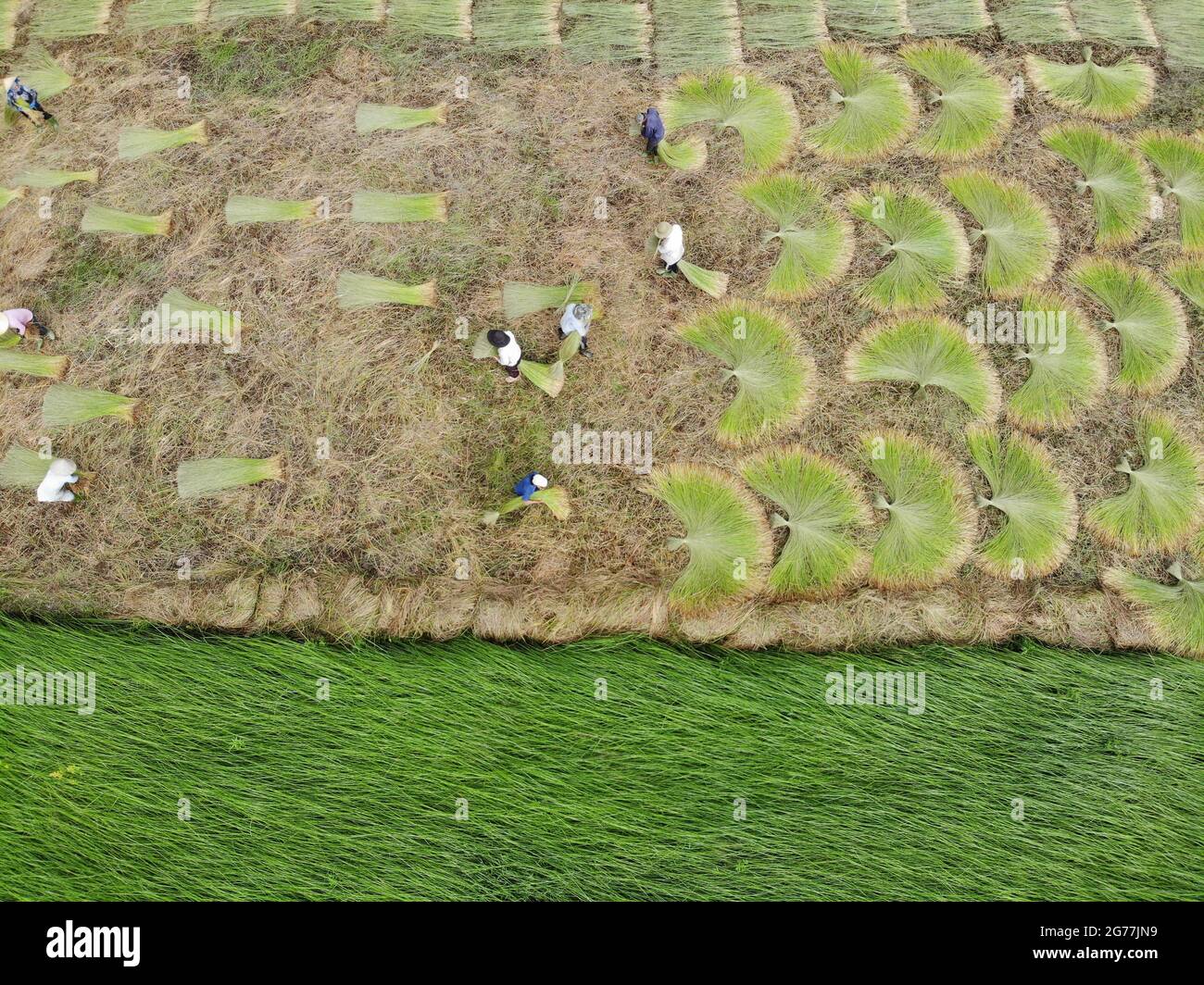 Green grass land in Mekong Delta Vietnam Stock Photo - Alamy