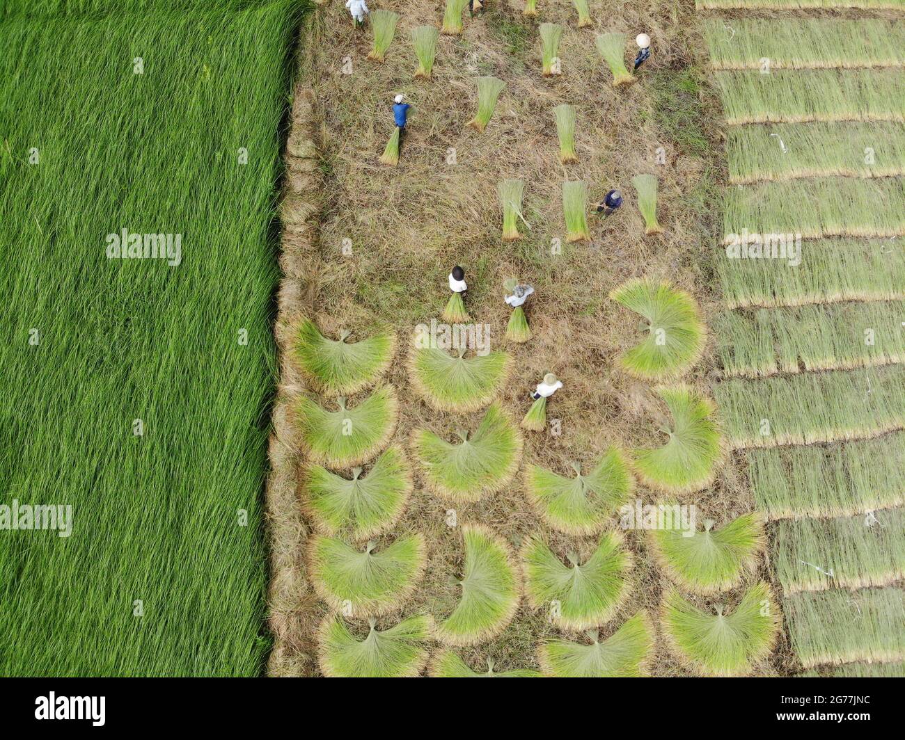 Green grass land in Mekong Delta Vietnam Stock Photo - Alamy