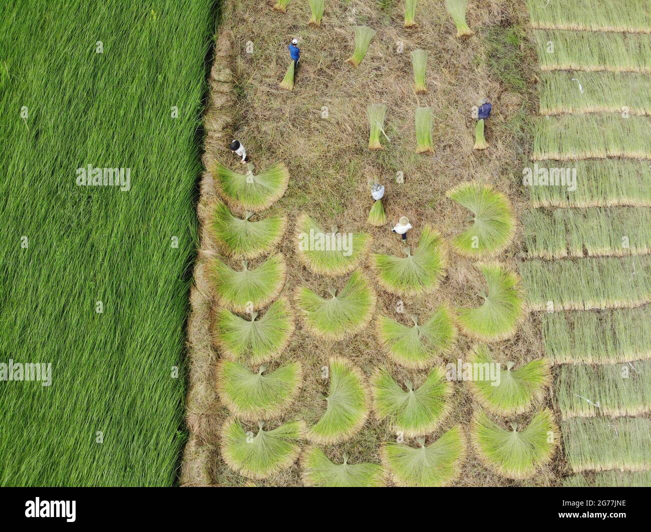 Green grass land in Mekong Delta Vietnam Stock Photo - Alamy