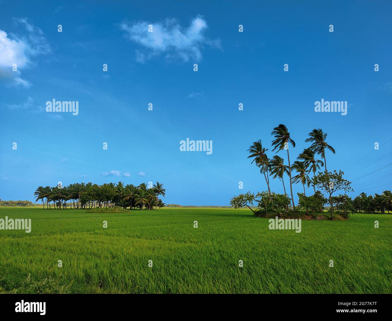 Closeup shot of a landscape with flat green fields and a few tropical ...