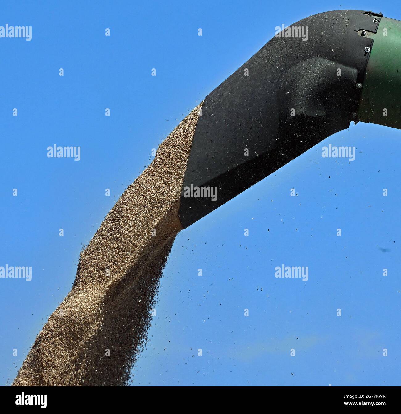 The discharge auger of a John Deere S770 combine empties it’s full ...