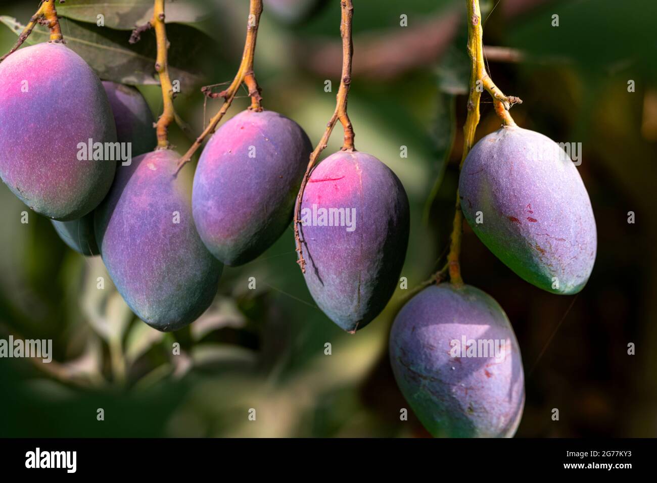 red mangoes on the branches of mango trees in mango orchards in Punjab ...