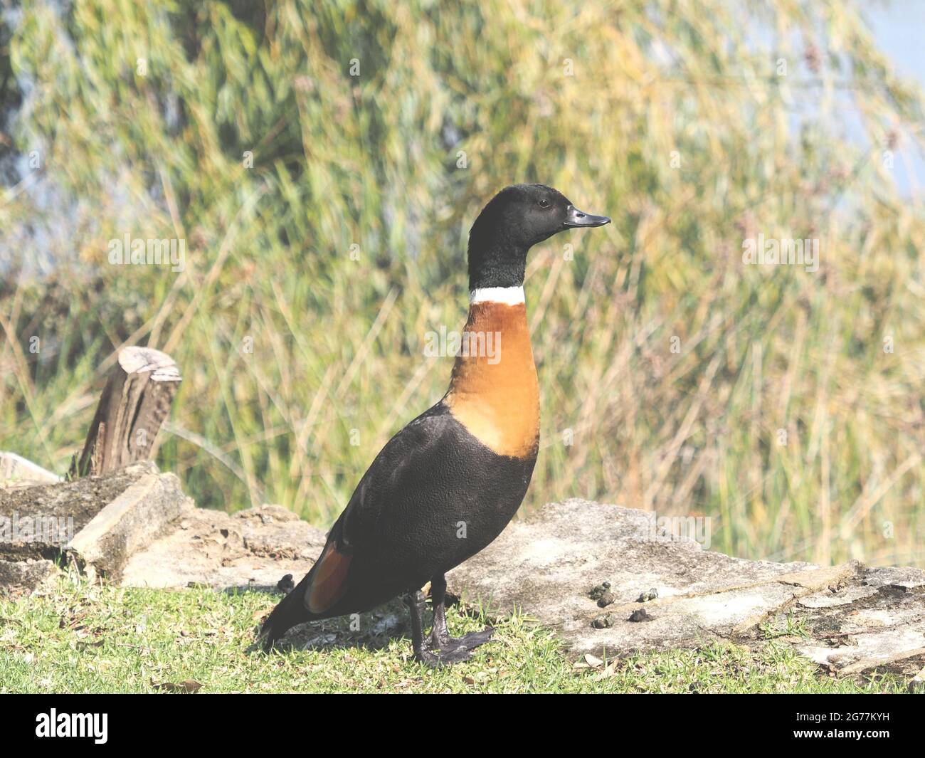 Closeup of Australian shelduck, also known as the chestnut-breasted ...