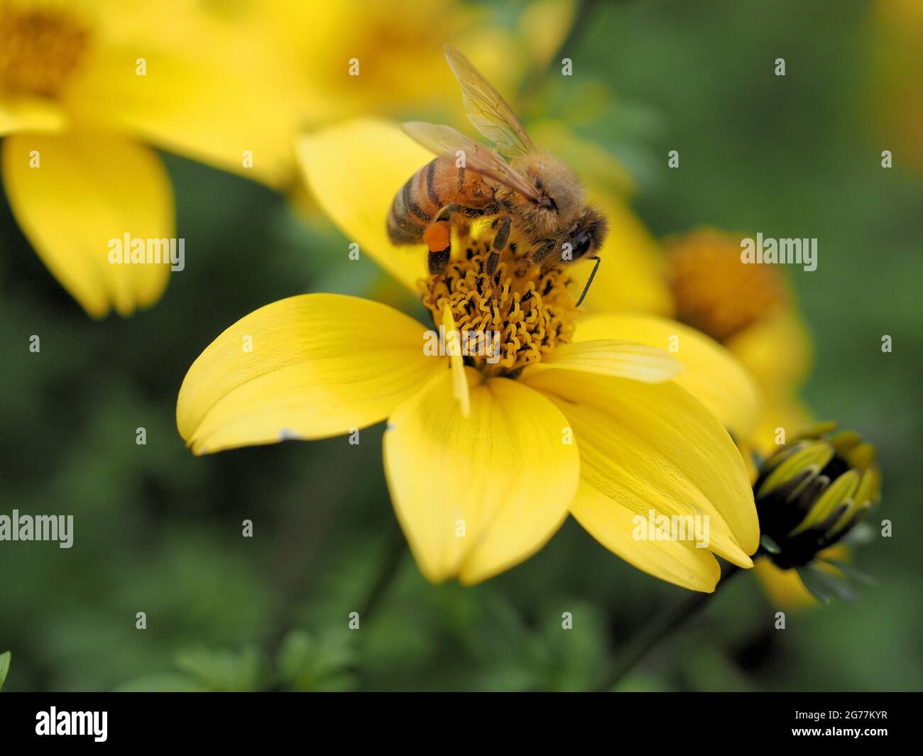 Closeup of Coreopsis verticillata with a bee. Beautiful yellow flowers ...