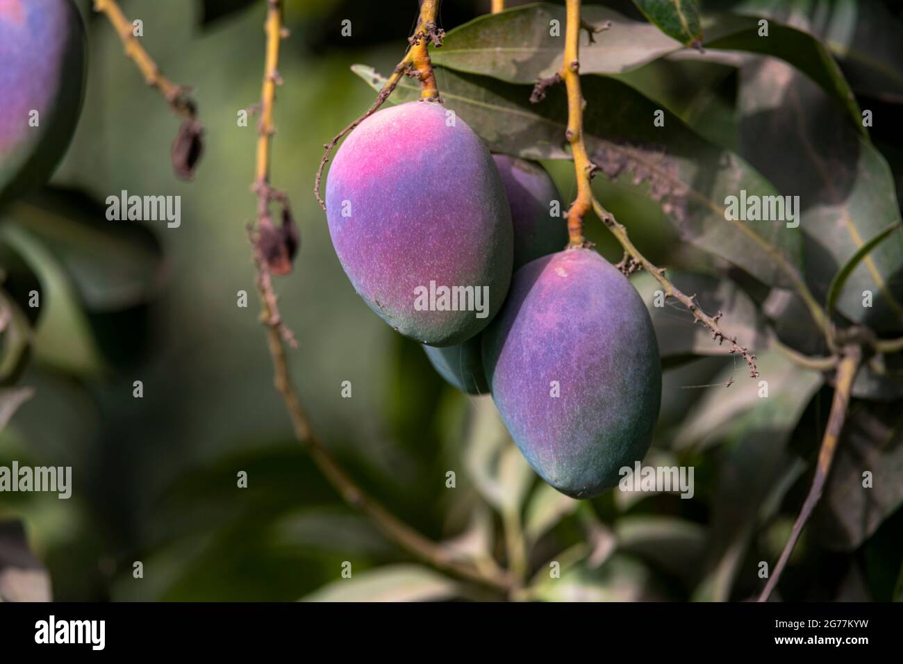 red mangoes on the branches of mango trees in mango orchards in Punjab ...