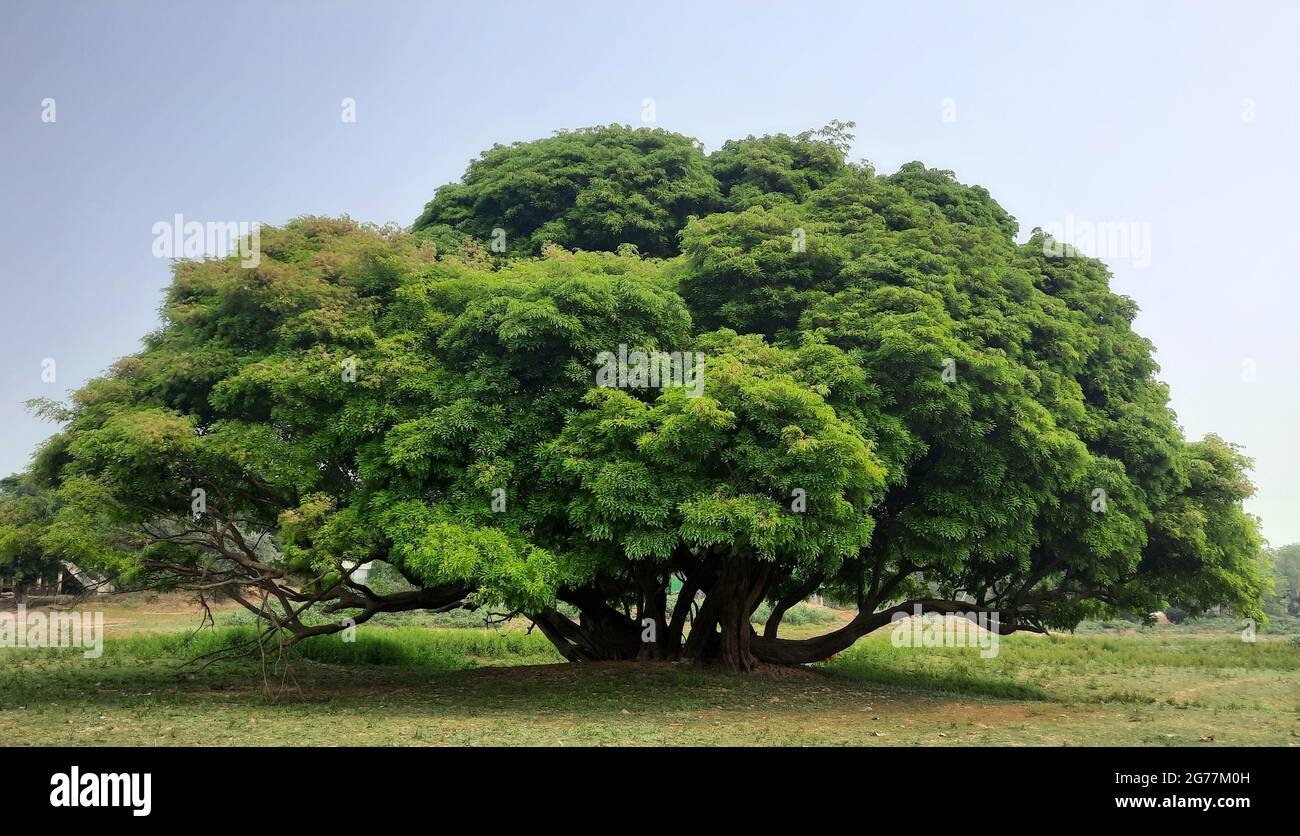 Massive lush green tree with wide branches in the field under a blue ...