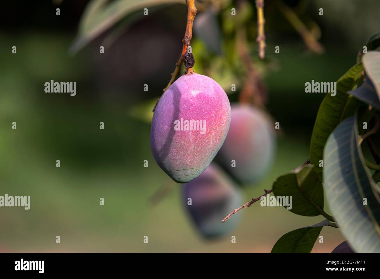 red mangoes on the branches of mango trees in mango orchards in Punjab ...
