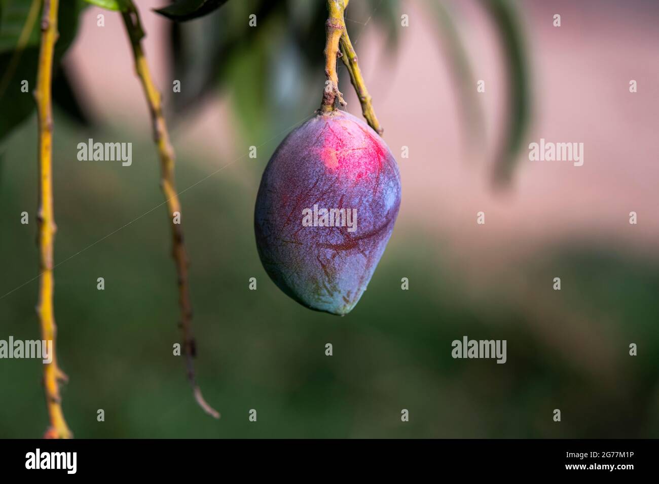 red mangoes on the branches of mango trees in mango orchards in Punjab ...