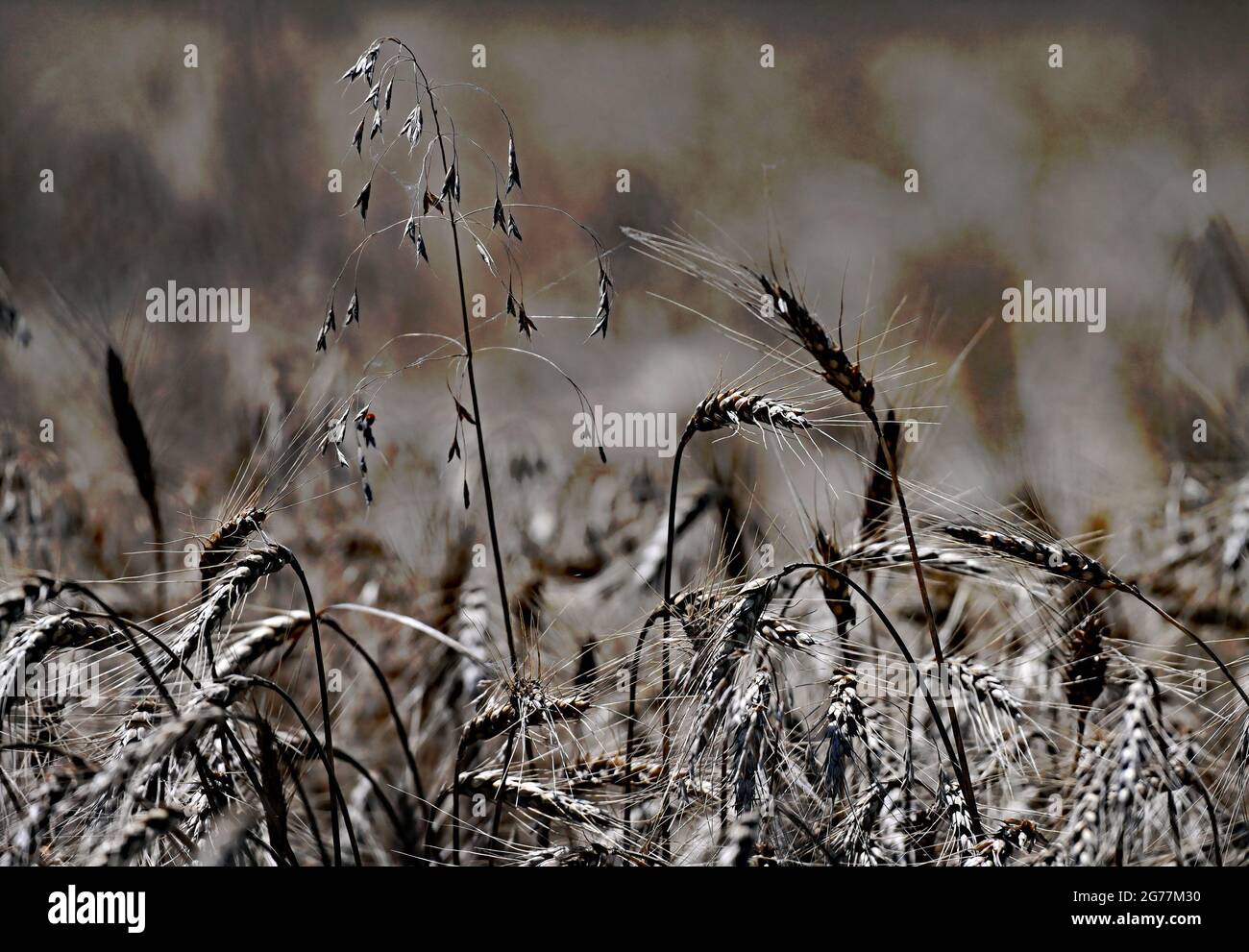 Field of 20 acres of hard red winter wheat (Triticum aestivum) is ...
