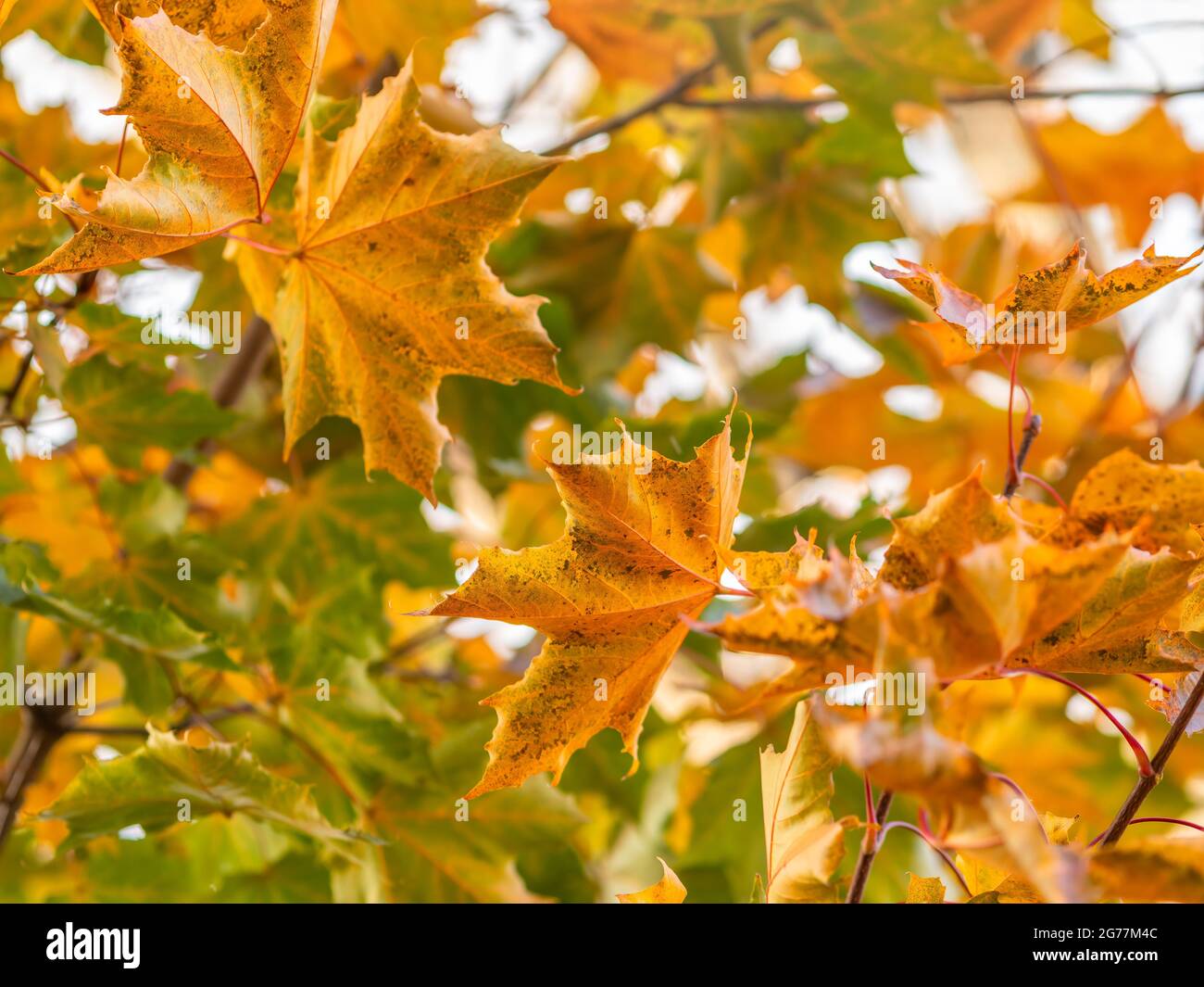 Maple branches with yellow leaves in autumn, in the light of sunset. Dry autumnal leaves ...