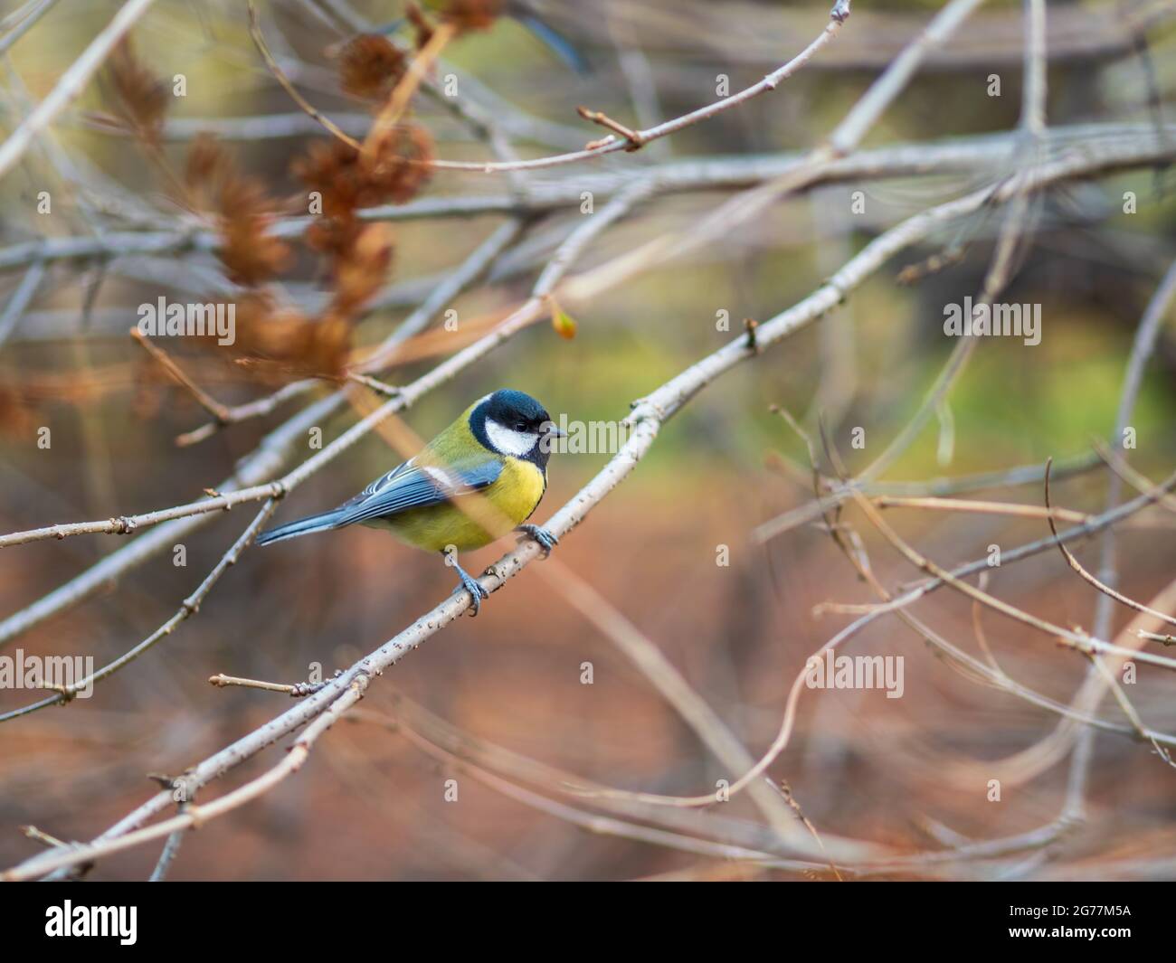 Cute bird Great tit, songbird sitting on a branch without leaves in the ...