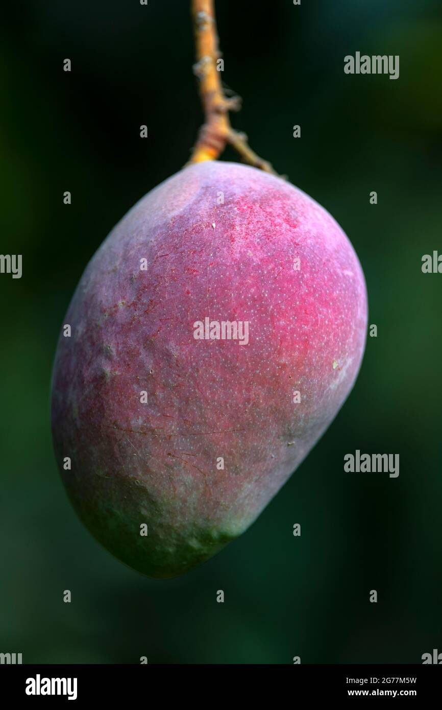 red mangoes on the branches of mango trees in mango orchards in Punjab ...