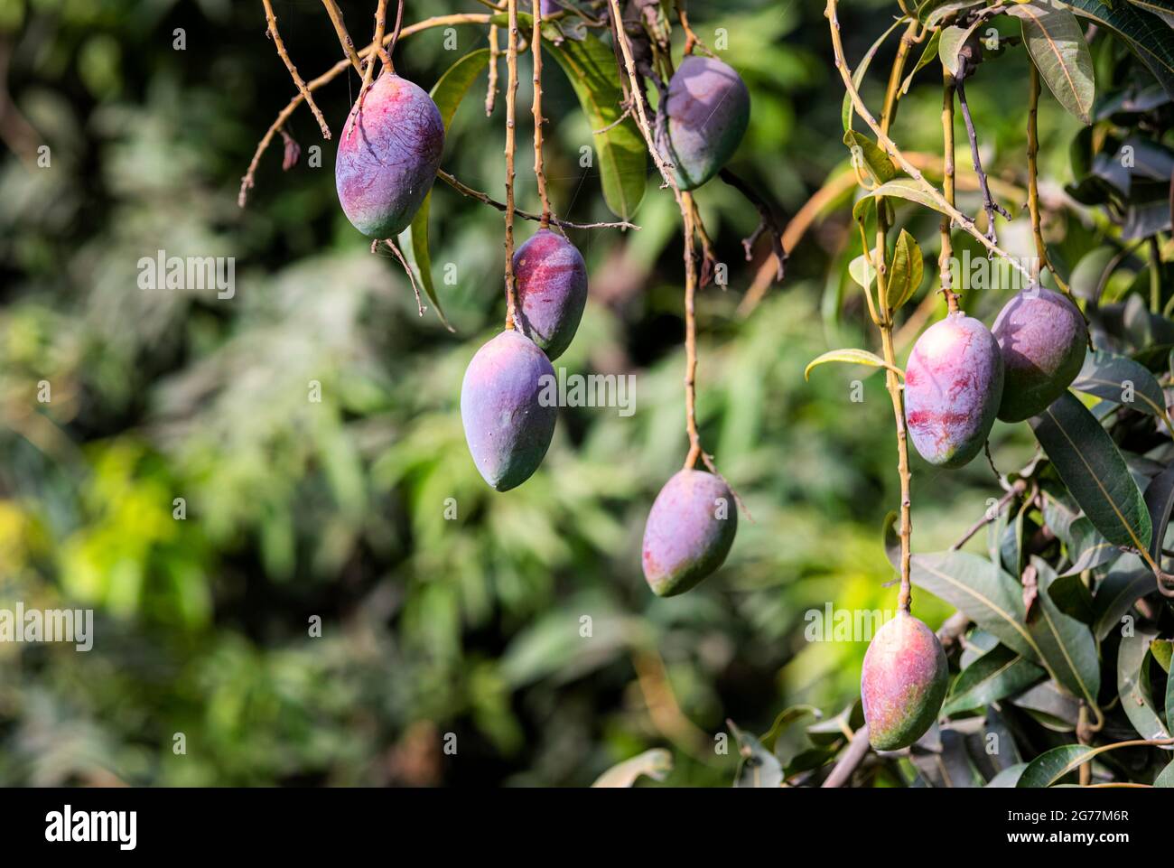 red mangoes on the branches of mango trees in mango orchards in Punjab ...