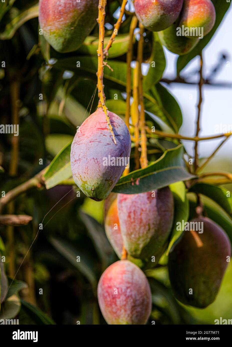 red mangoes on the branches of mango trees in mango orchards in Punjab ...