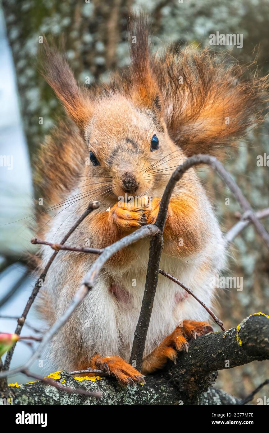 The squirrel with nut sits on a branches in the spring or summer ...
