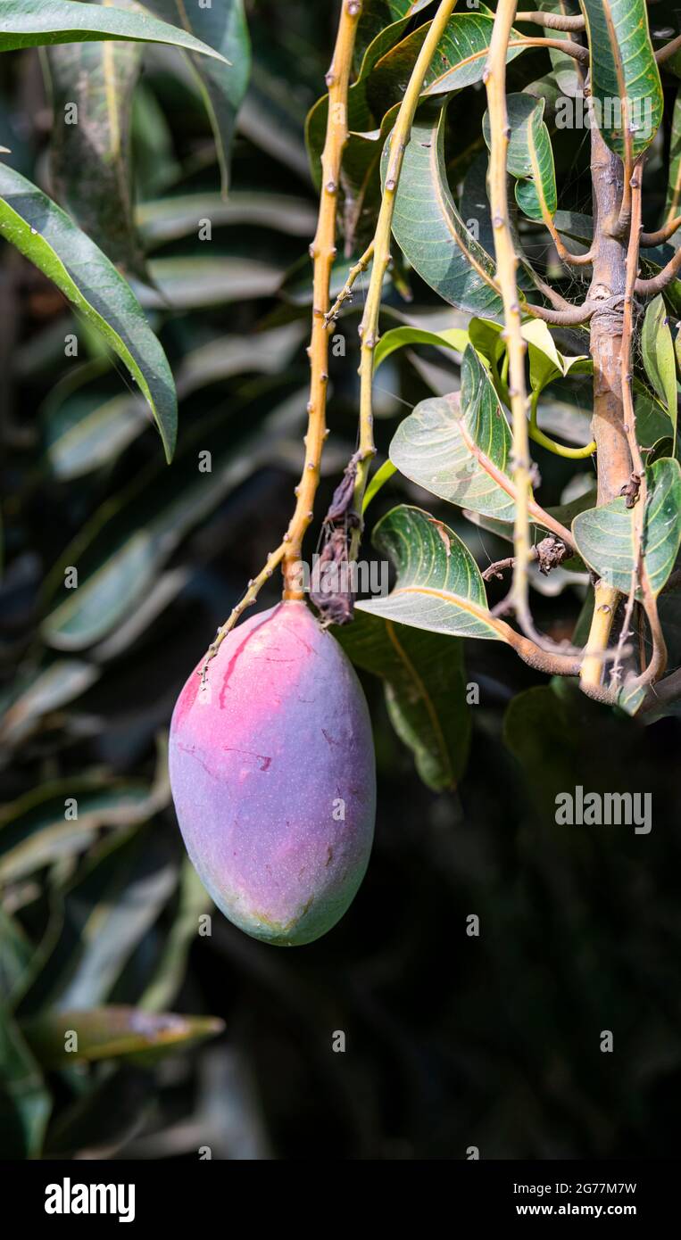 red mangoes on the branches of mango trees in mango orchards in Punjab ...