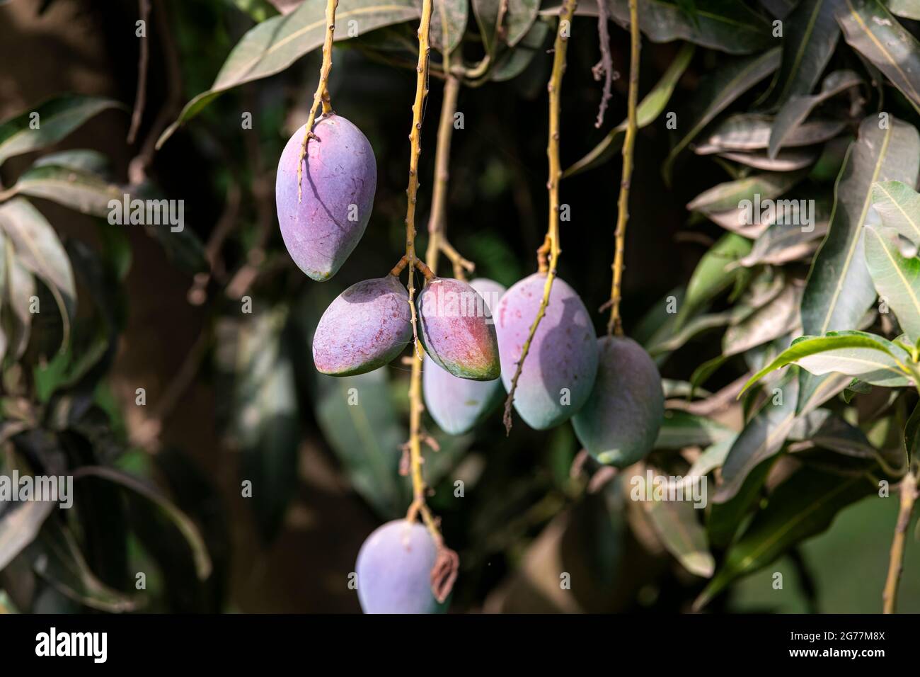red mangoes on the branches of mango trees in mango orchards in Punjab ...