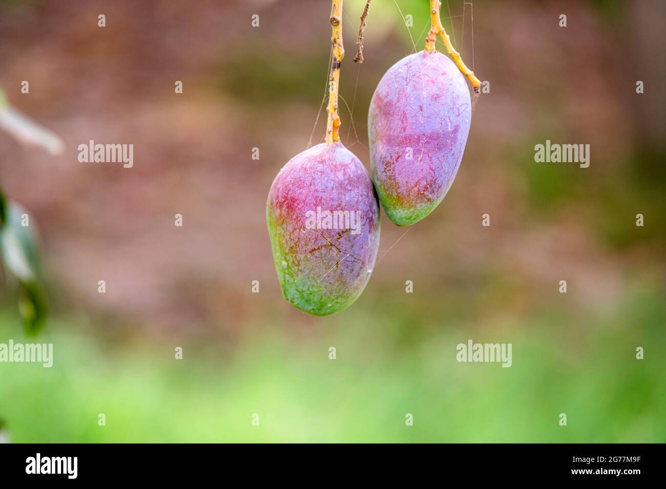 red mangoes on the branches of mango trees in mango orchards in Punjab ...