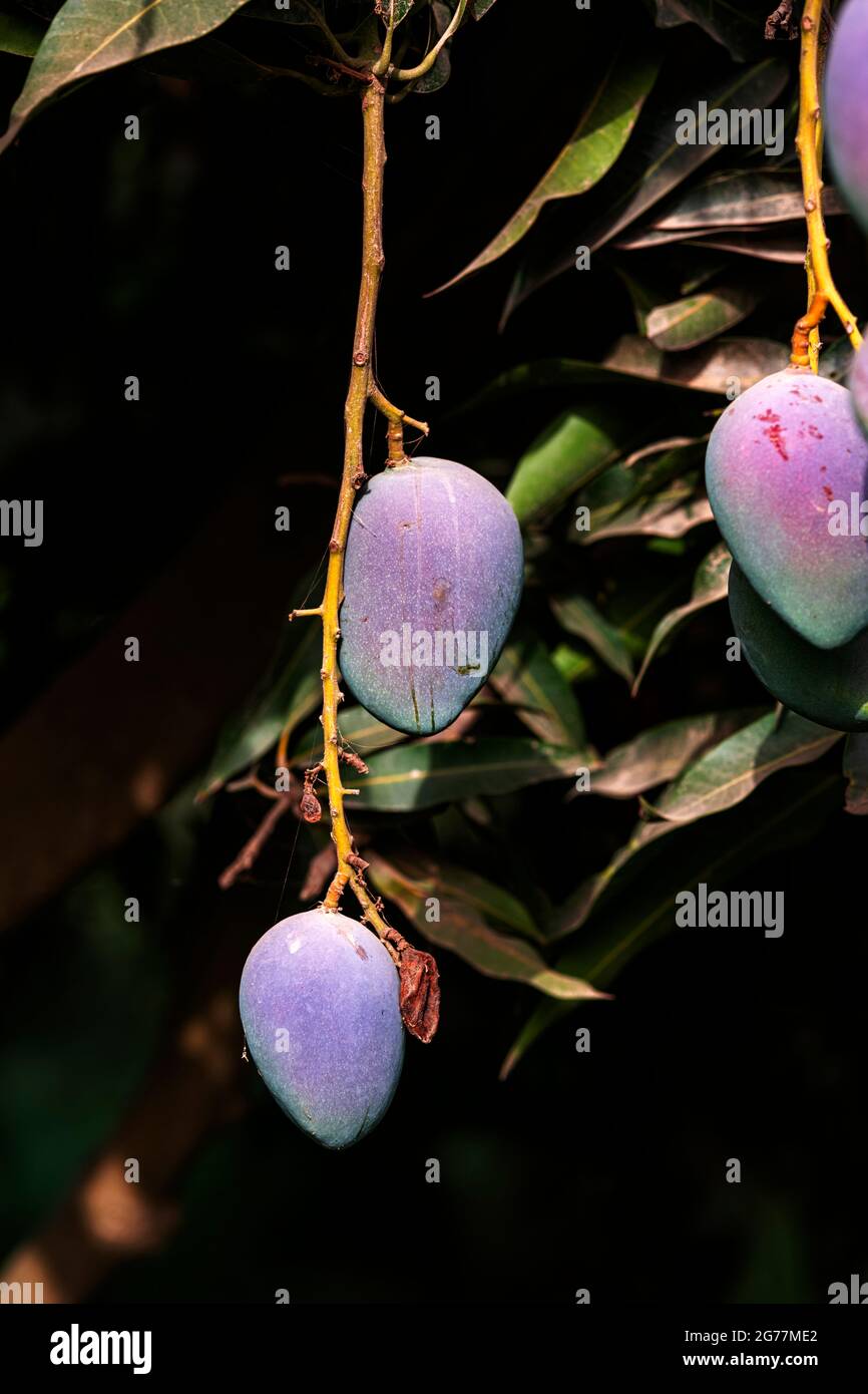 red mangoes on the branches of mango trees in mango orchards in Punjab ...