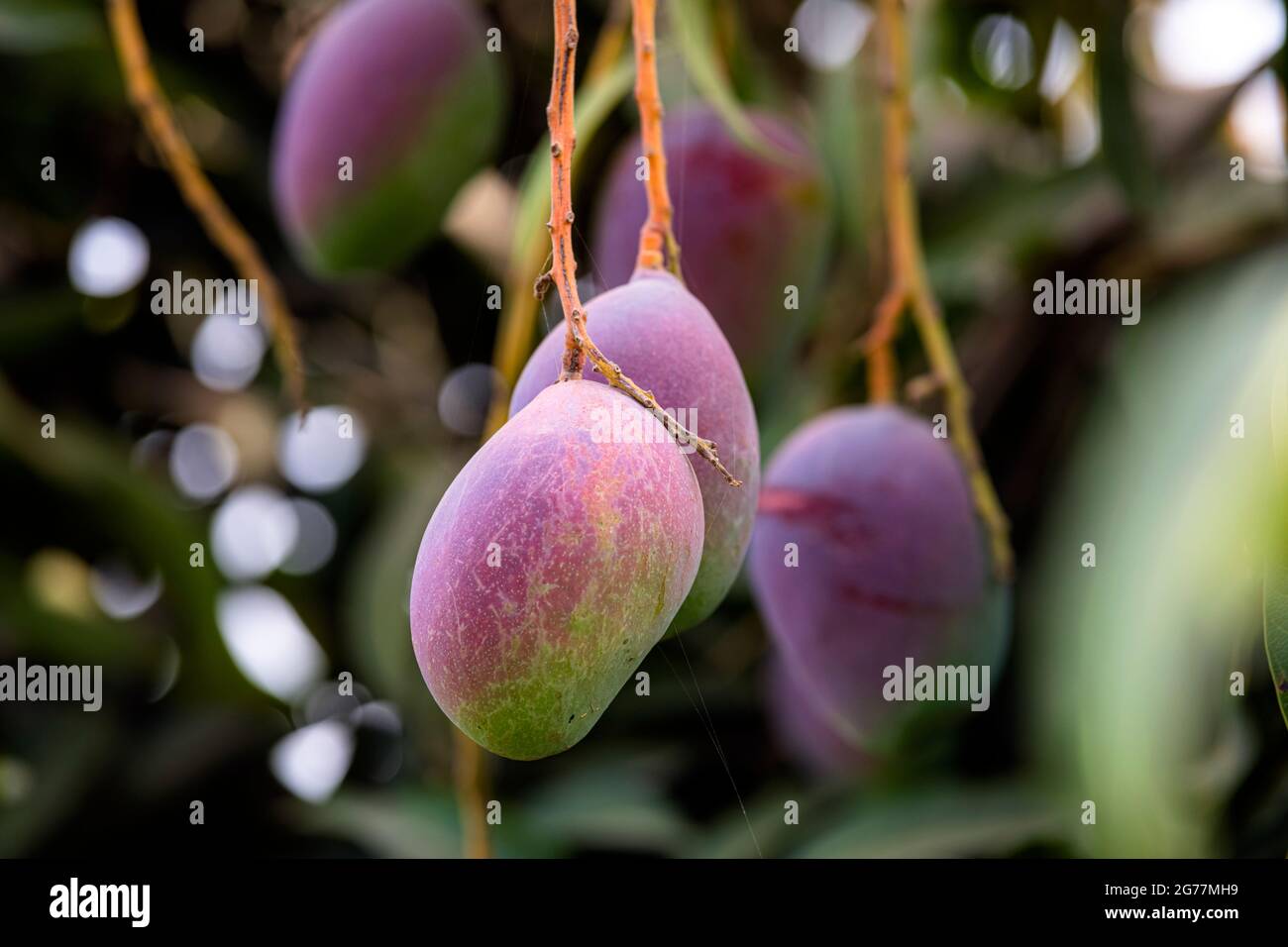 red mangoes on the branches of mango trees in mango orchards in Punjab ...