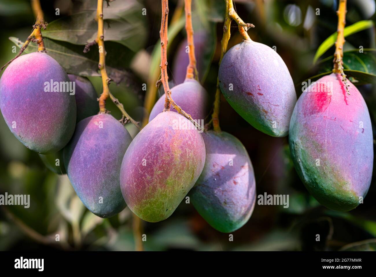 red mangoes on the branches of mango trees in mango orchards in Punjab ...