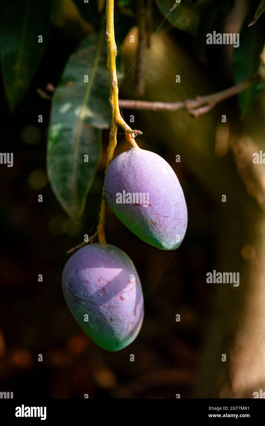 red mangoes on the branches of mango trees in mango orchards in Punjab ...
