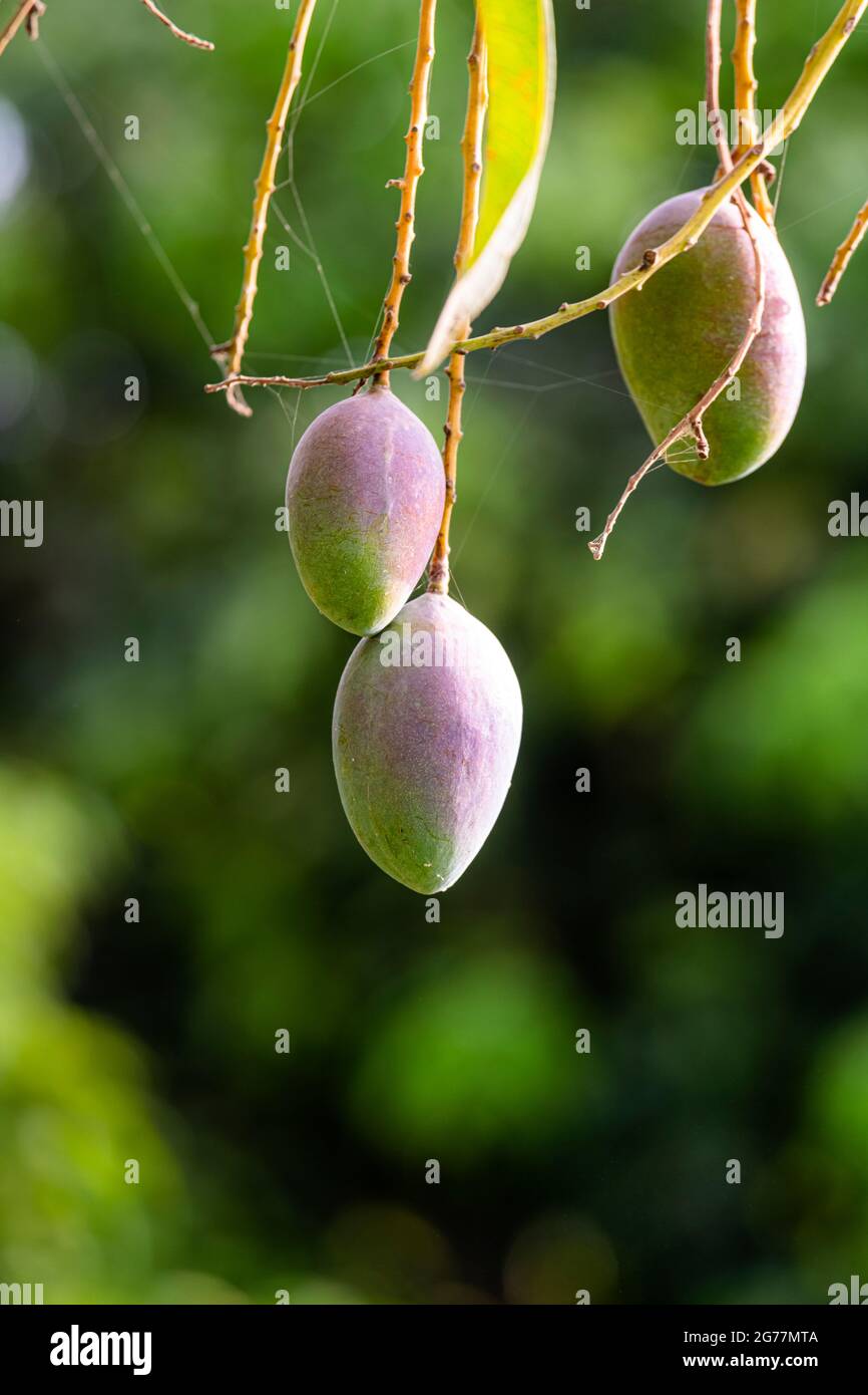 red mangoes on the branches of mango trees in mango orchards in Punjab ...