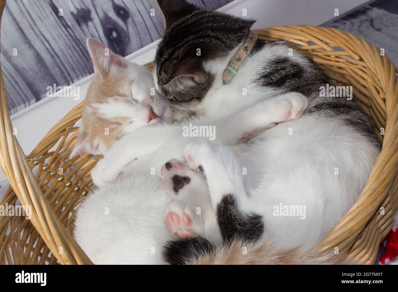 Cuddling kittens hi-res stock photography and images - Alamy