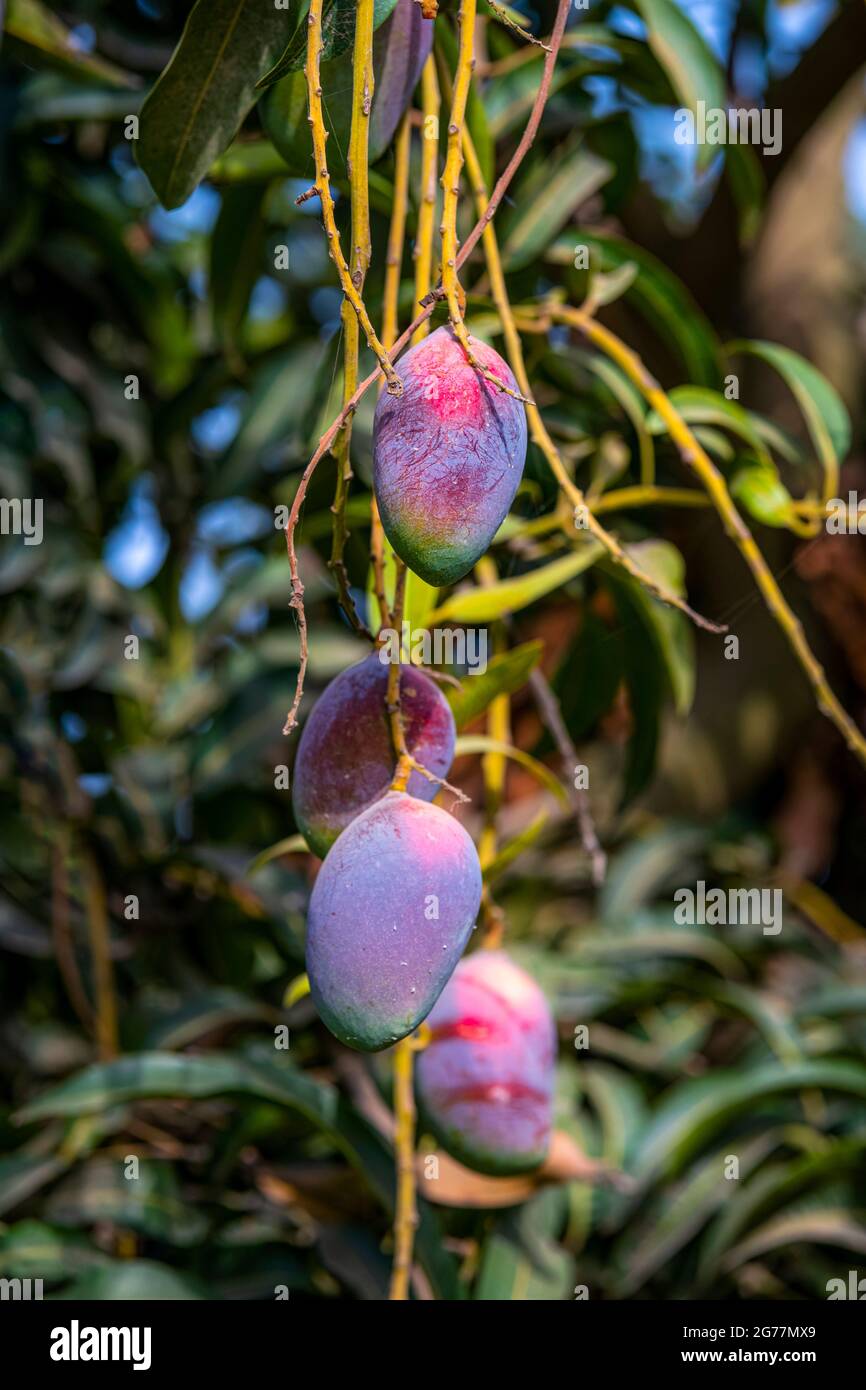 Happy group of people on farm australia hi-res stock photography and ...