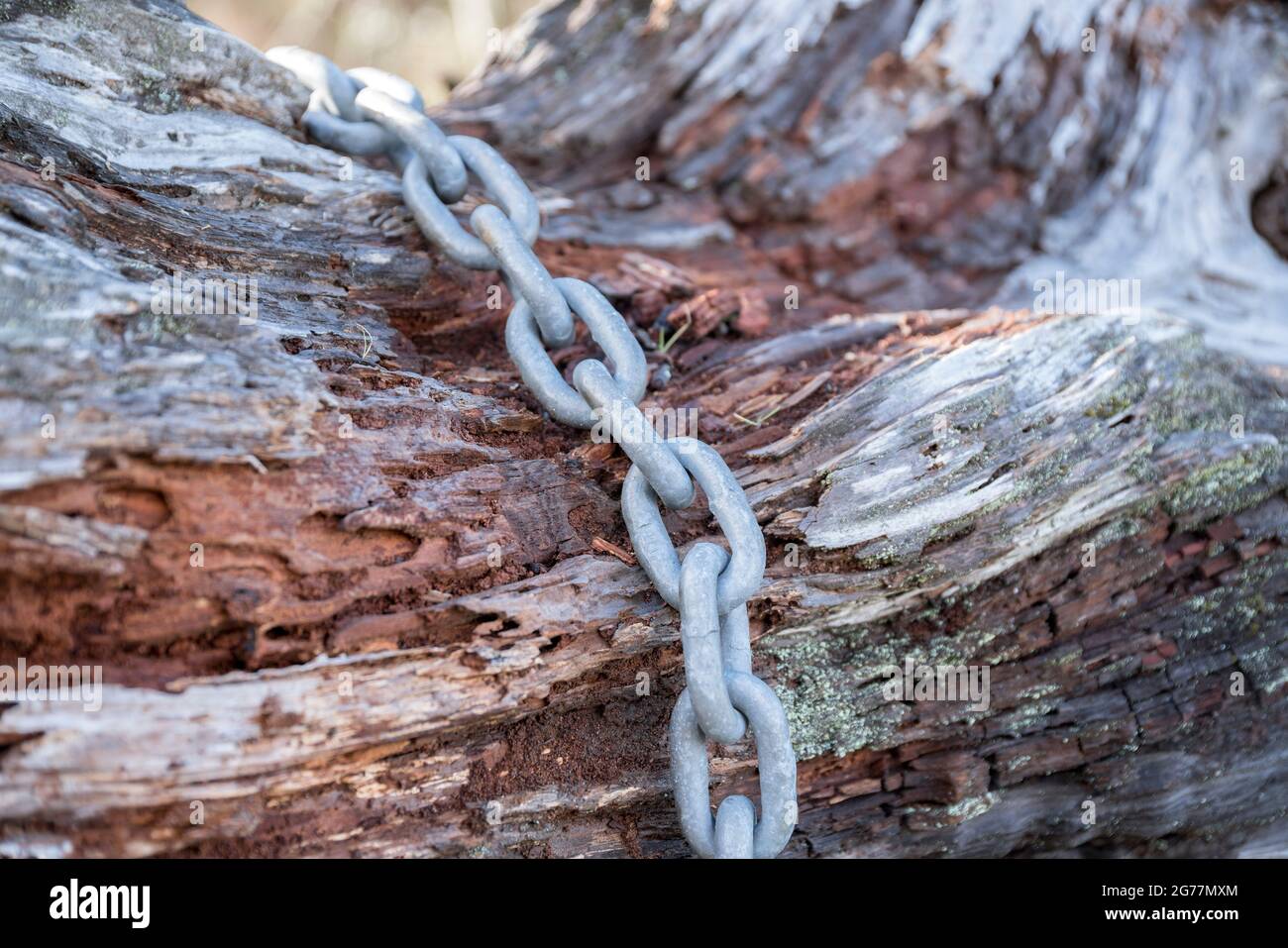 Closed up of a steel chain on a bark of a tree trunk Stock Photo - Alamy