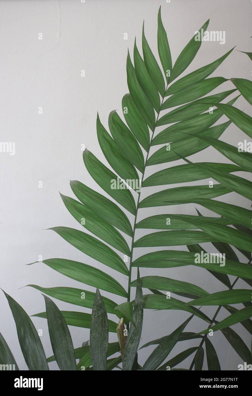Vertical shot of a large green leaf against a white background Stock ...