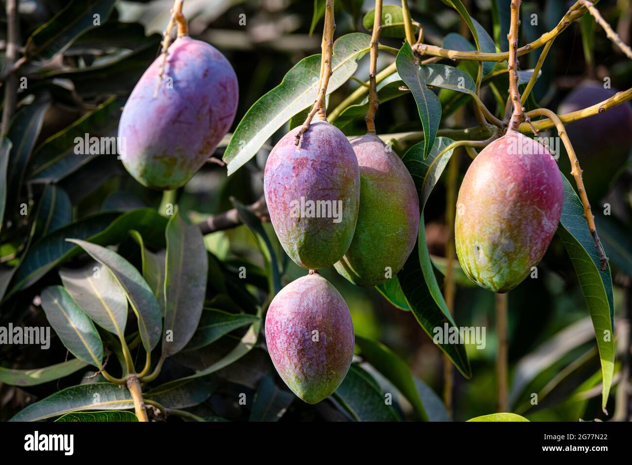 red mangoes on the branches of mango trees in mango orchards in Punjab ...