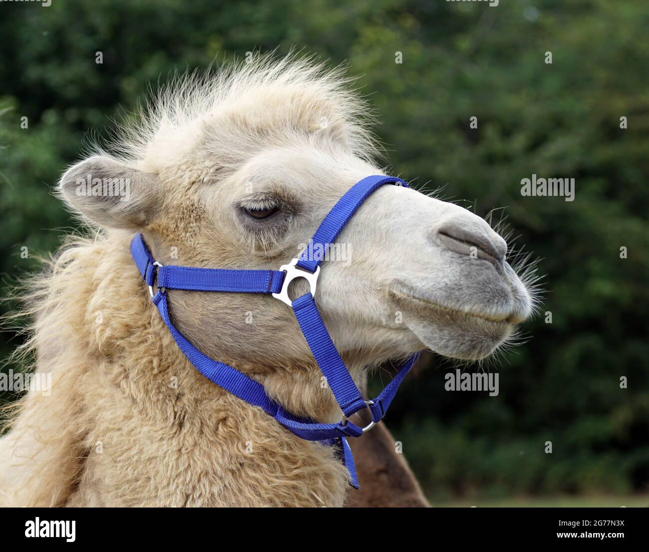 Portrait of a cute white camel with a saddle Stock Photo - Alamy