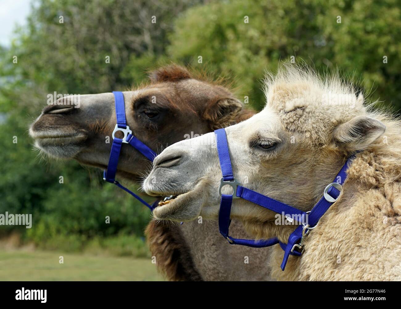 Portrait of two cute white camels with a saddles Stock Photo - Alamy