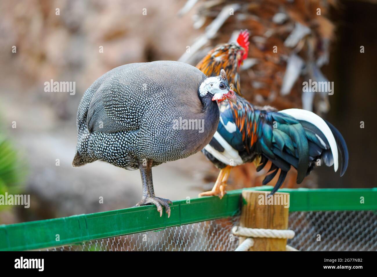 Closeup shot wild rooster hi-res stock photography and images - Alamy