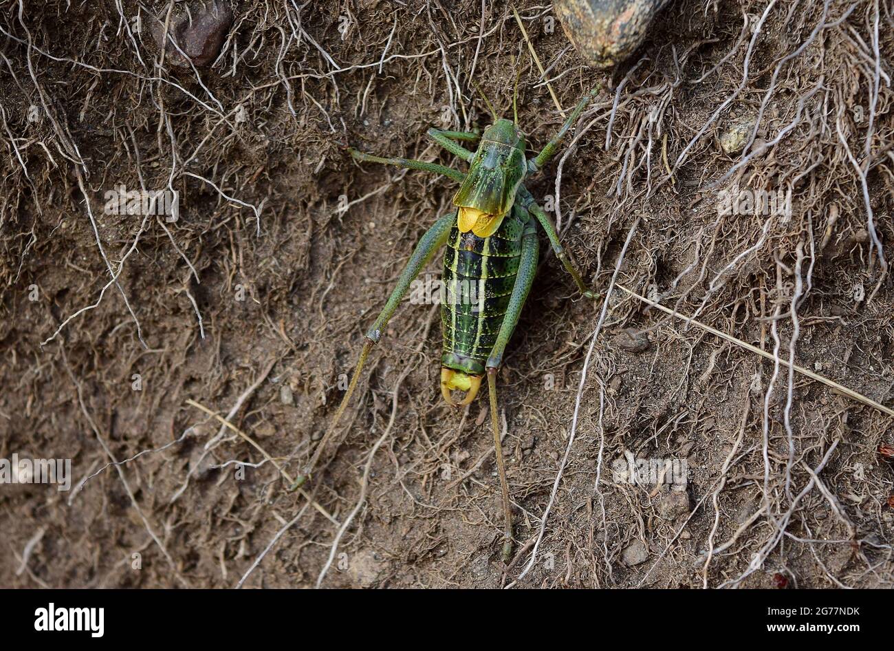 Grass roots cricket hi-res stock photography and images - Alamy