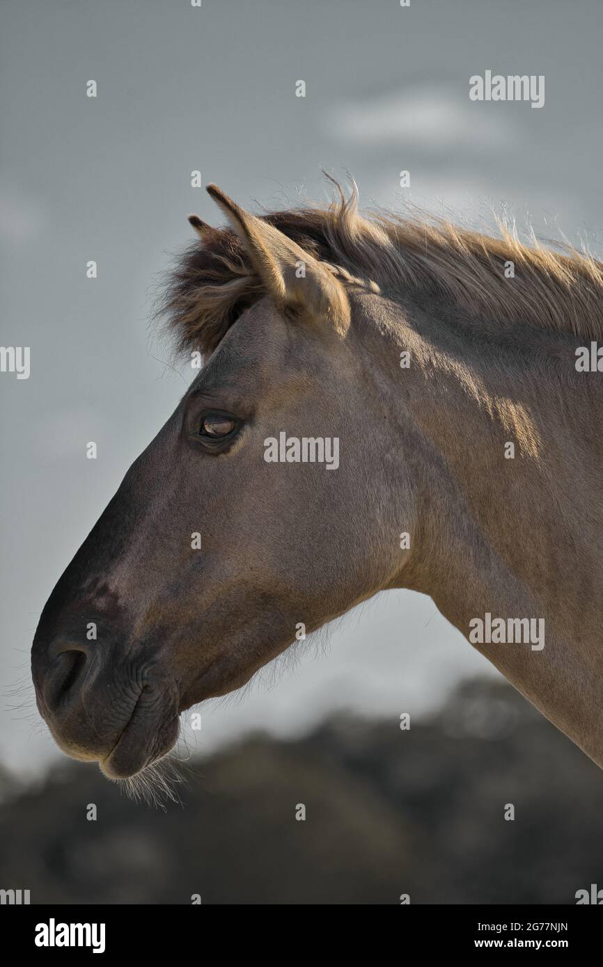 Vertical portrait of a beautiful beige horse Stock Photo - Alamy