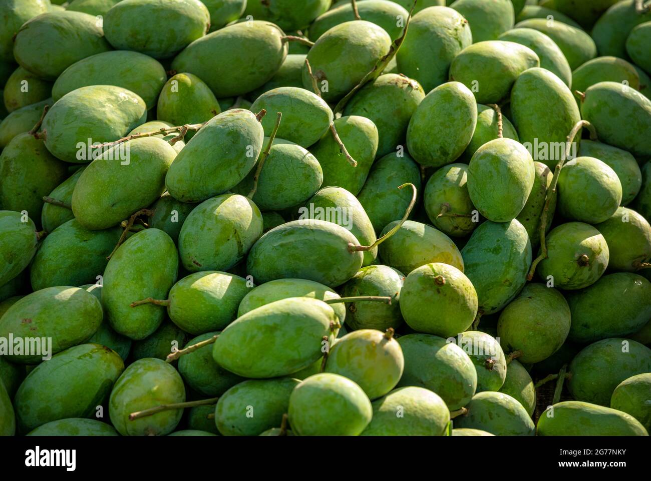 yellow ripped mangoes in market , many mangoes in fruit market for sale ...
